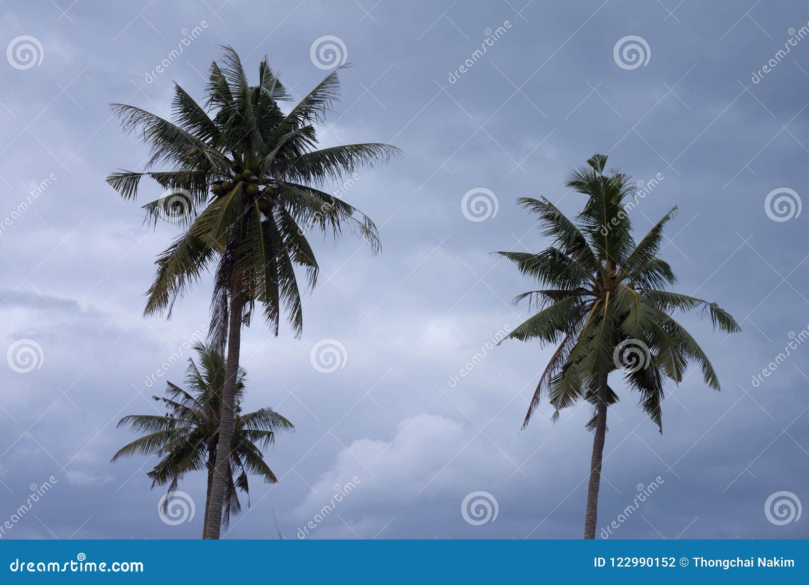 Nature Coconut tree. stock photo. Image of cheerful - 122990152