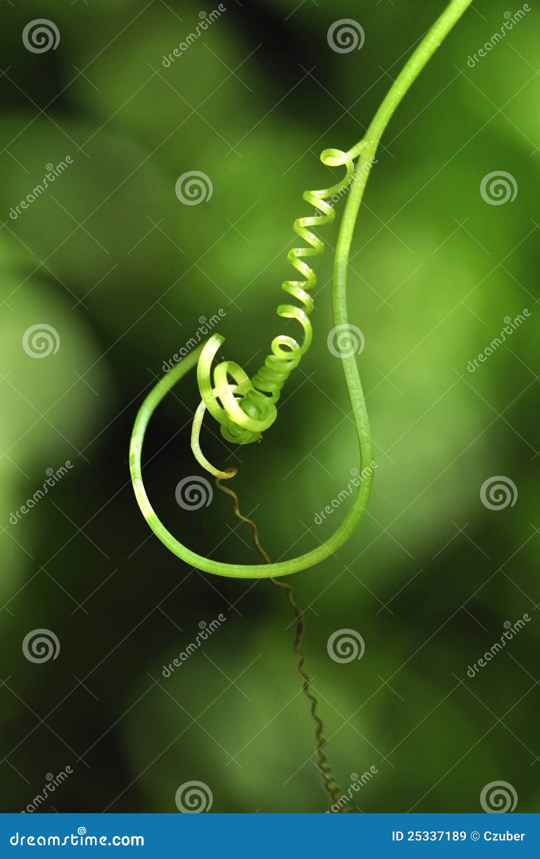 Nature coil stock image. Image of beautiful, curling - 25337189