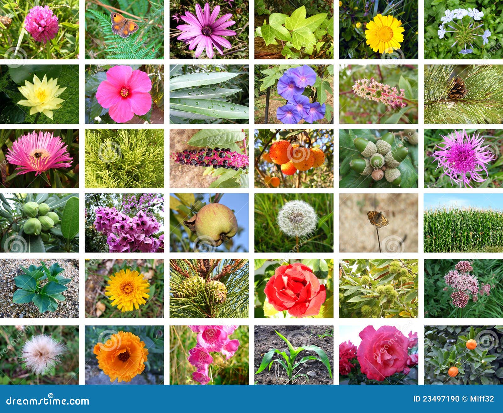 Nature collage stock photo. Image of garden, leaf, field - 23497190