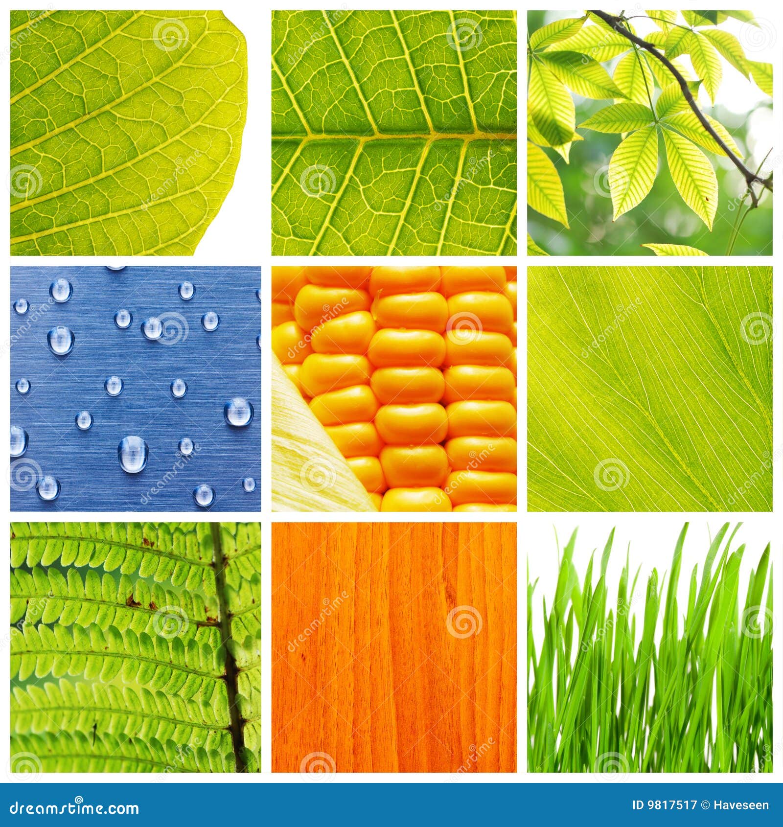 Nature collage stock image. Image of pattern, leaf, macro - 9817517