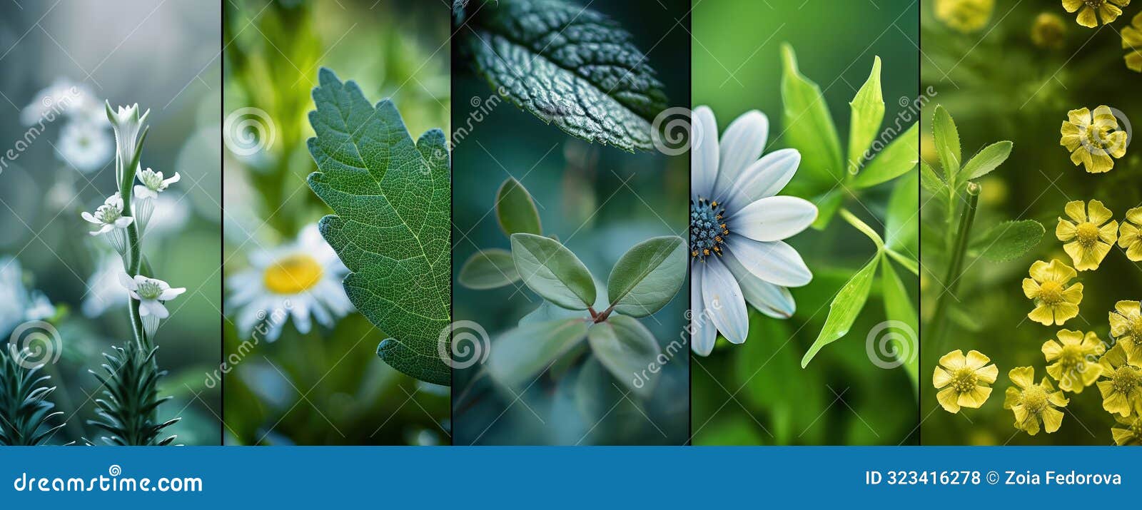 Nature Collage Background stock photo. Image of blooming - 323416278