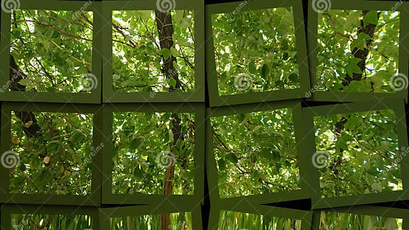 Nature College Collection stock photo. Image of leaves - 171842352