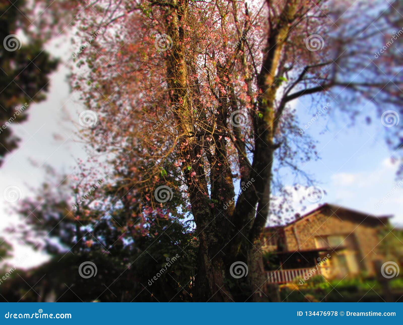 Nature colour magic stock photo. Image of nature, winter - 134476978