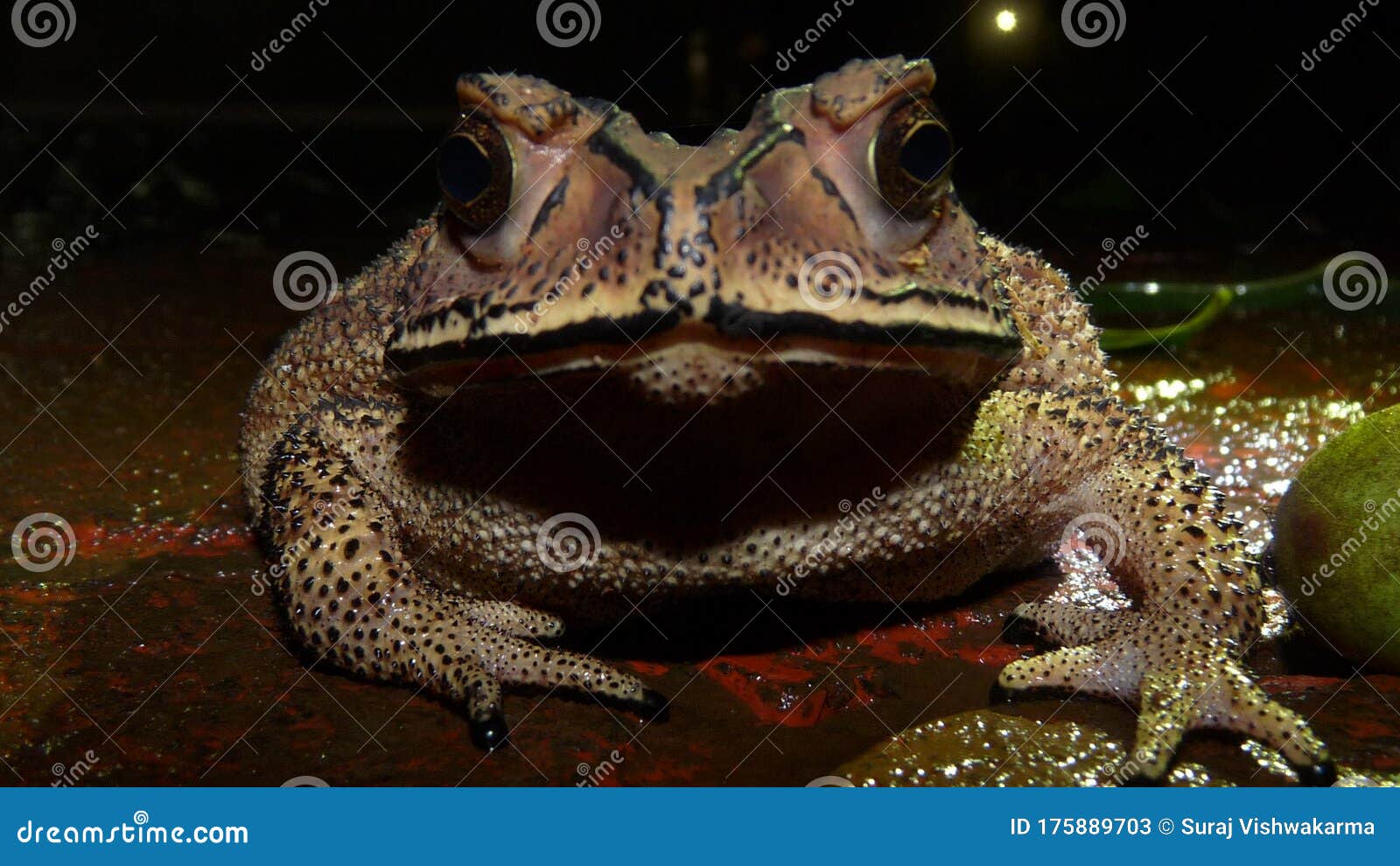 Nature common Indian toad stock image. Image of snake - 175889703