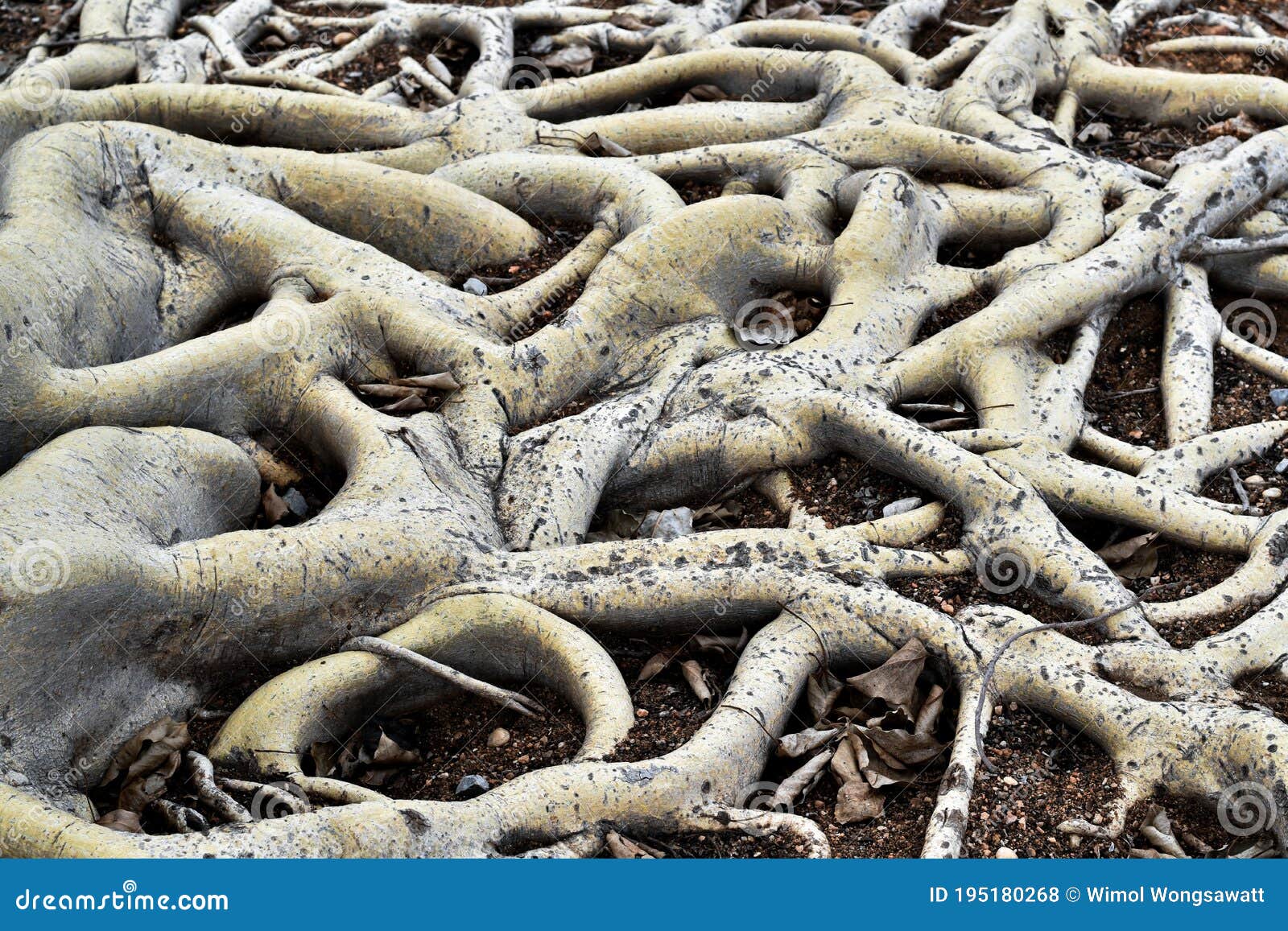 The Nature Complex of Roots Trees that Cover the Ground. Stock Photo ...