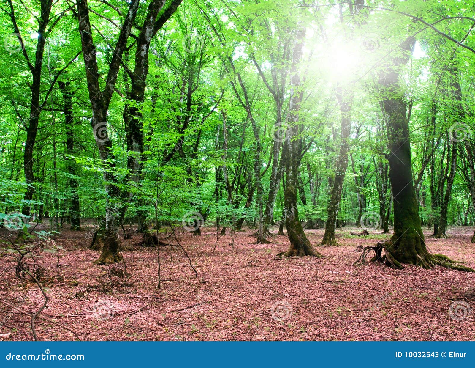 Nature concept stock image. Image of country, grass, season - 10032543