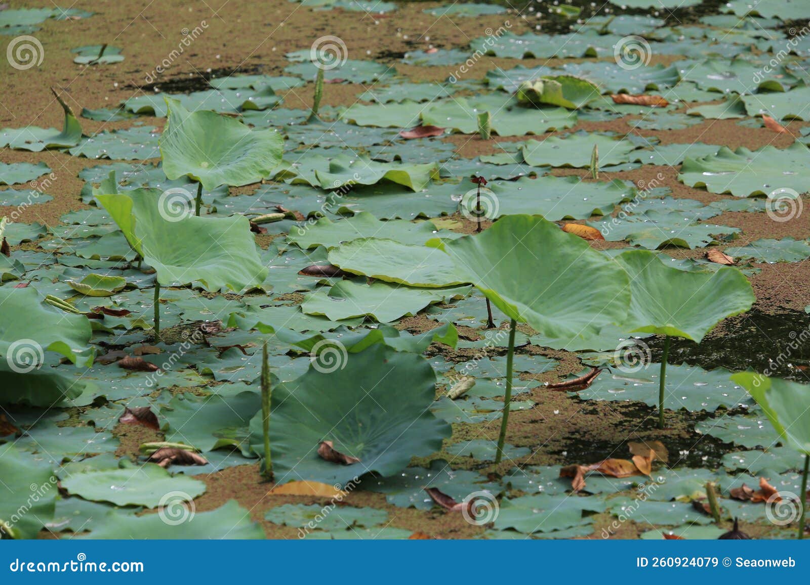 A Nature Concept, Big Lotus Leaf Plant Stock Image - Image of ideas ...