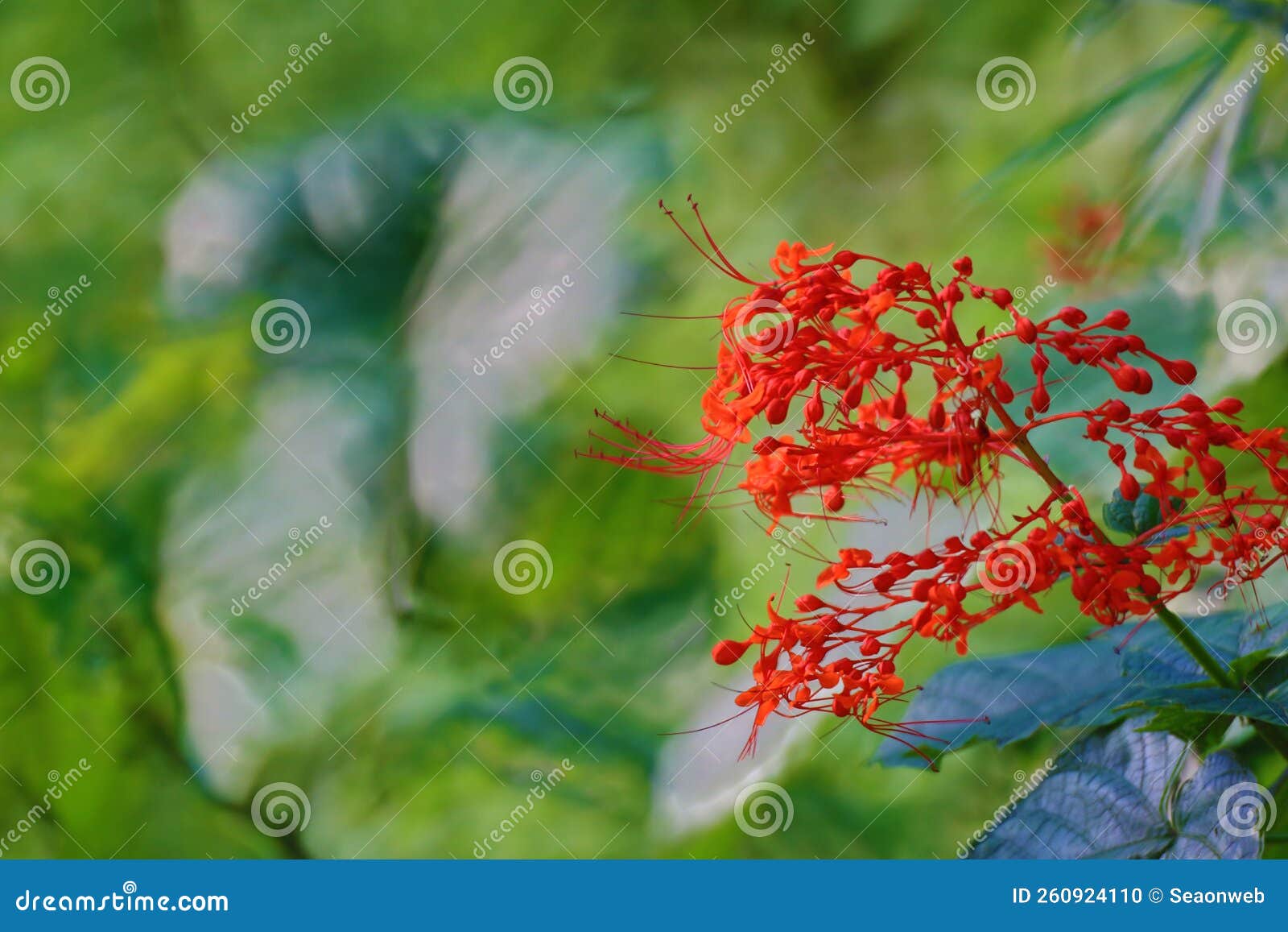 The Nature Concept, the Green Plants Photo Stock Photo - Image of ...