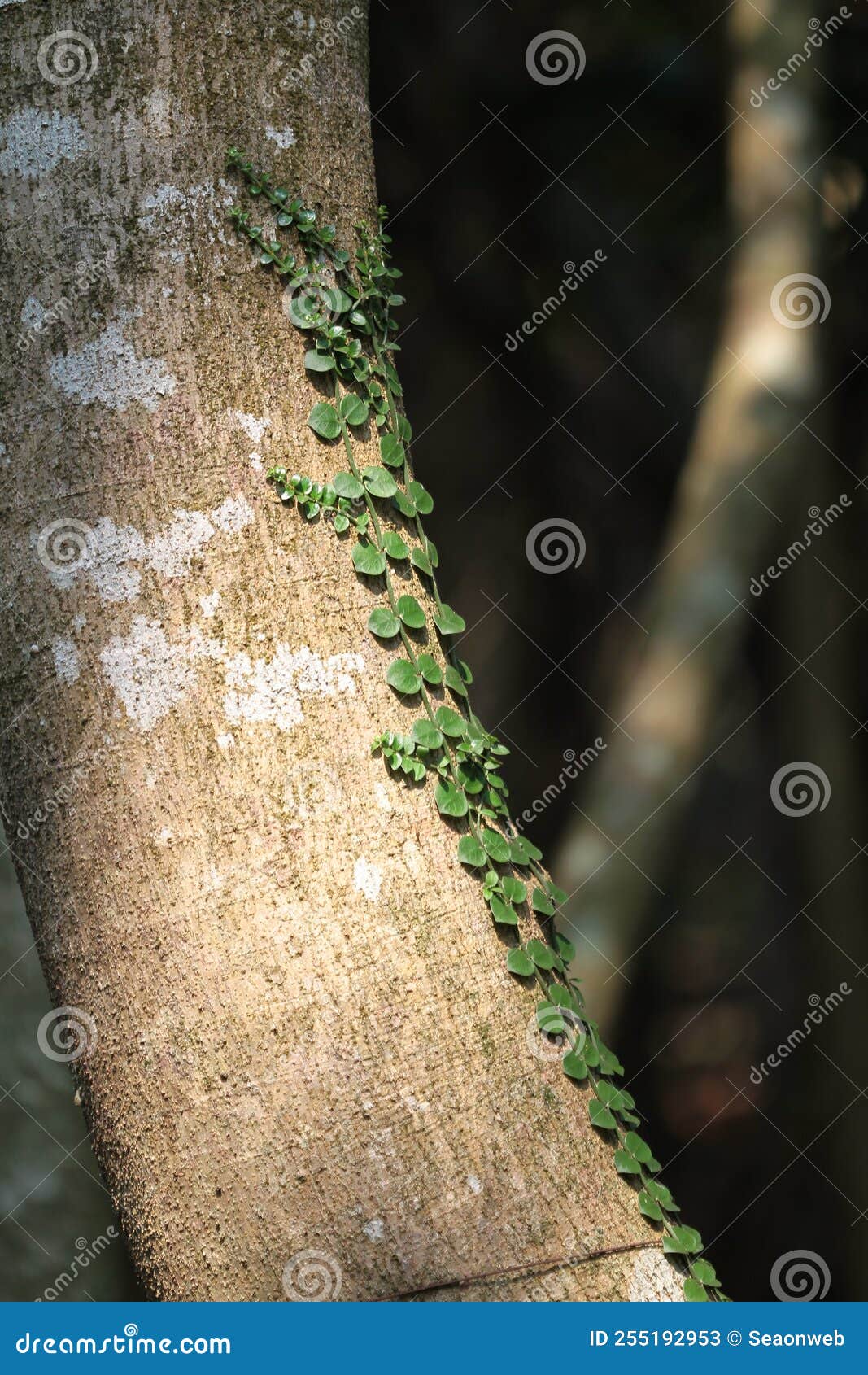 A Nature Concept, the Plants or Flower at Nature Stock Image - Image of ...
