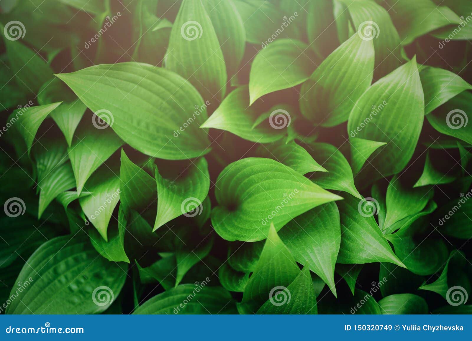 Nature Concept. Top View. Green Leaves Texture. Tropical Leaf ...