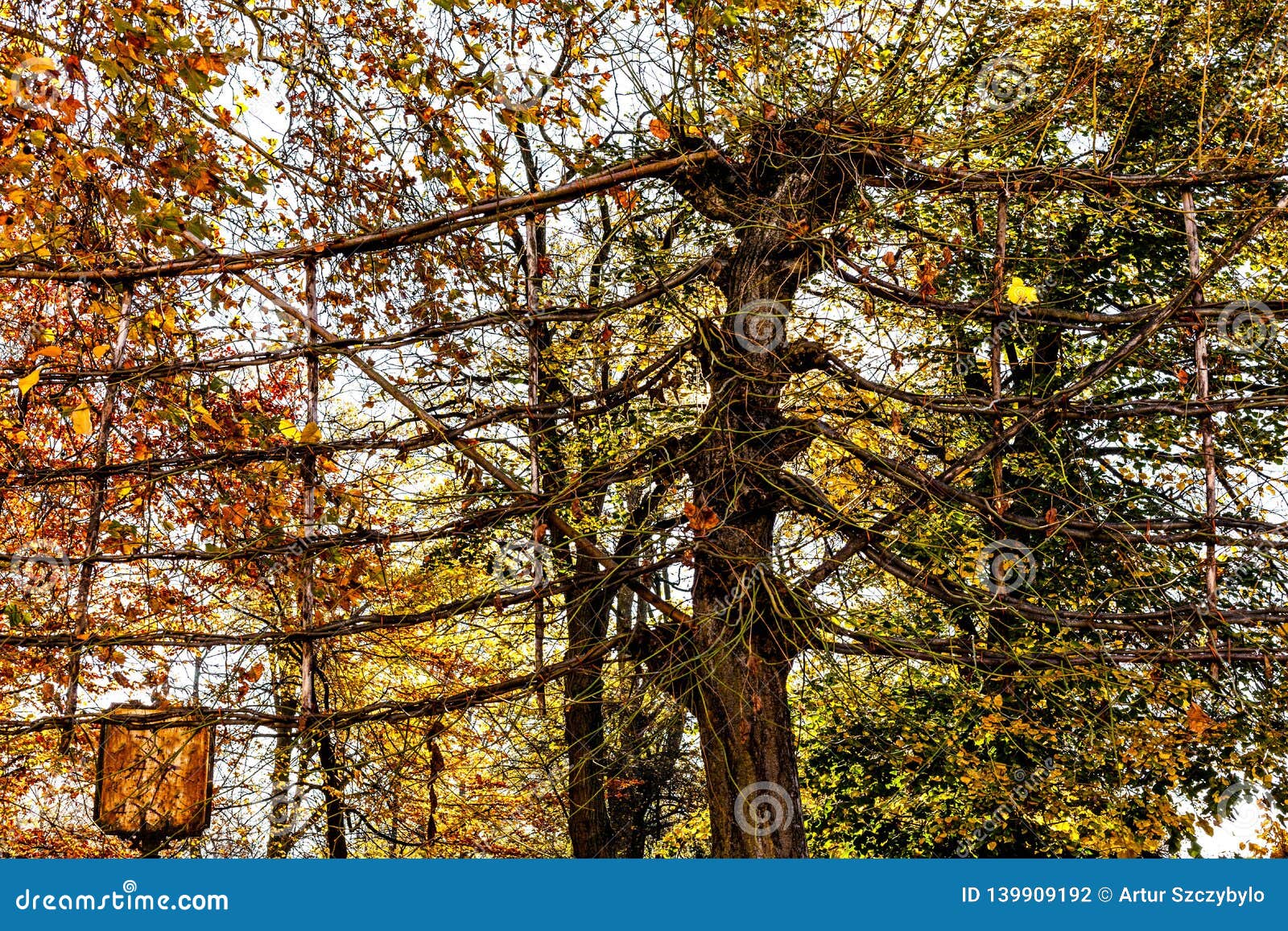 Nature Concept with Trees and Leaves. Tall Trees with Interlaced ...