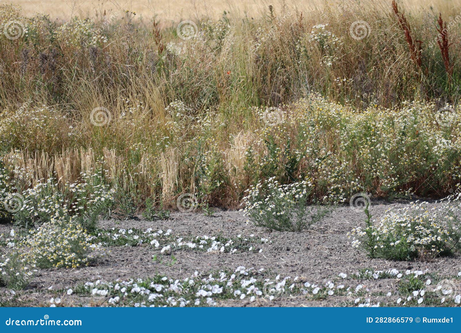 Overgrown Field stock image. Image of attractive, prairie - 282866579