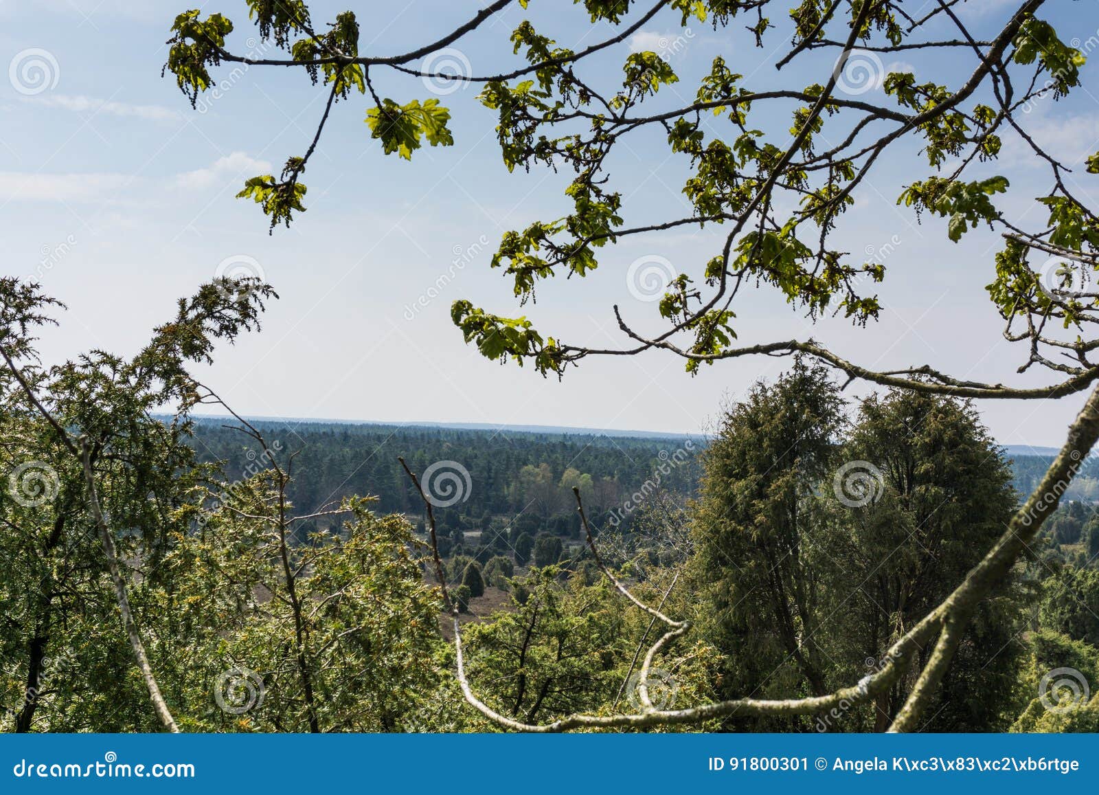 Nature Conservation Area with Many Trees Stock Image - Image of reserve ...