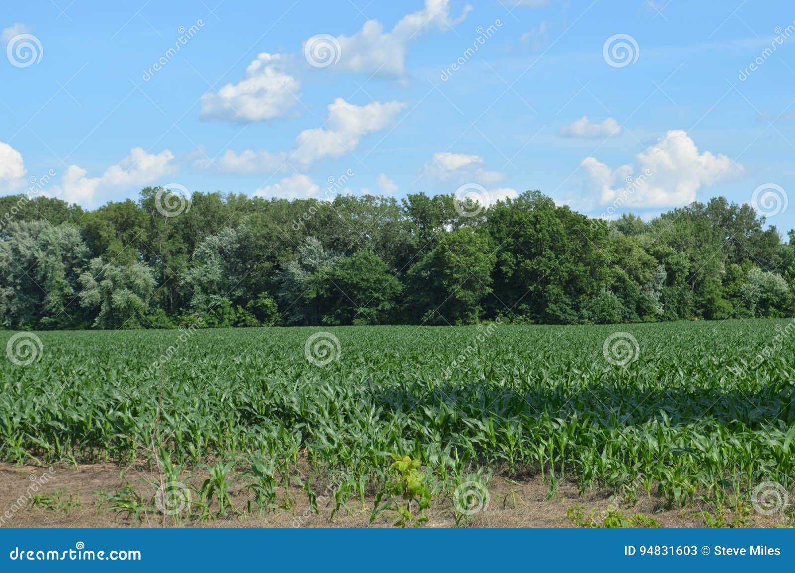 Mo Corn Fields Stock Photos - Free & Royalty-Free Stock Photos from ...