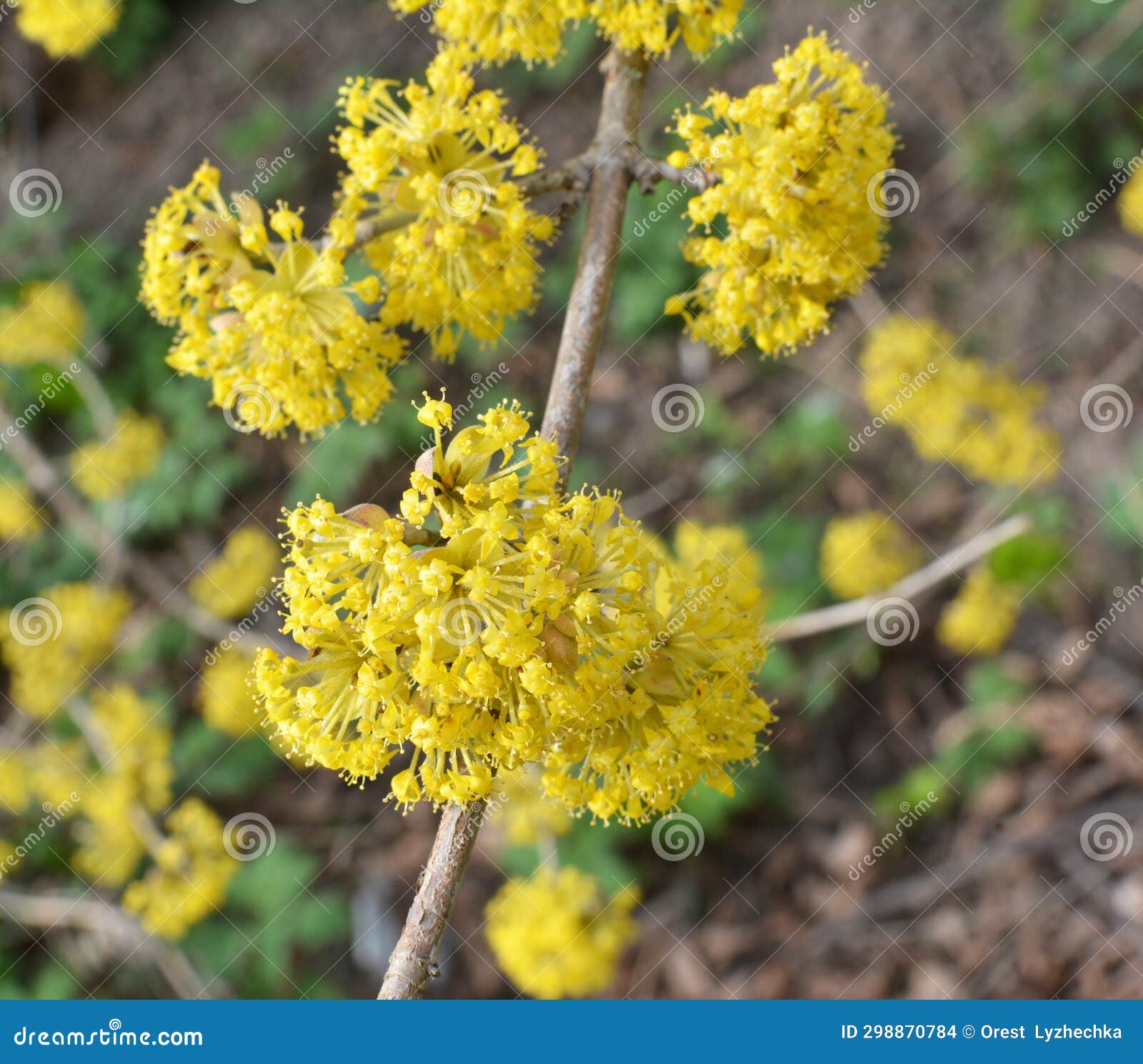 In Nature, Cornel is Real (Cornus Mas) Blooms Stock Photo - Image of ...