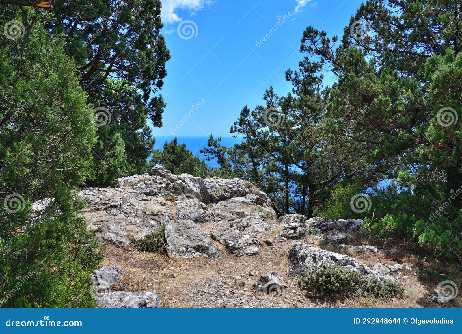 Nature Crimea - Stones and Pine Trees on Mount Koshka Stock Photo ...
