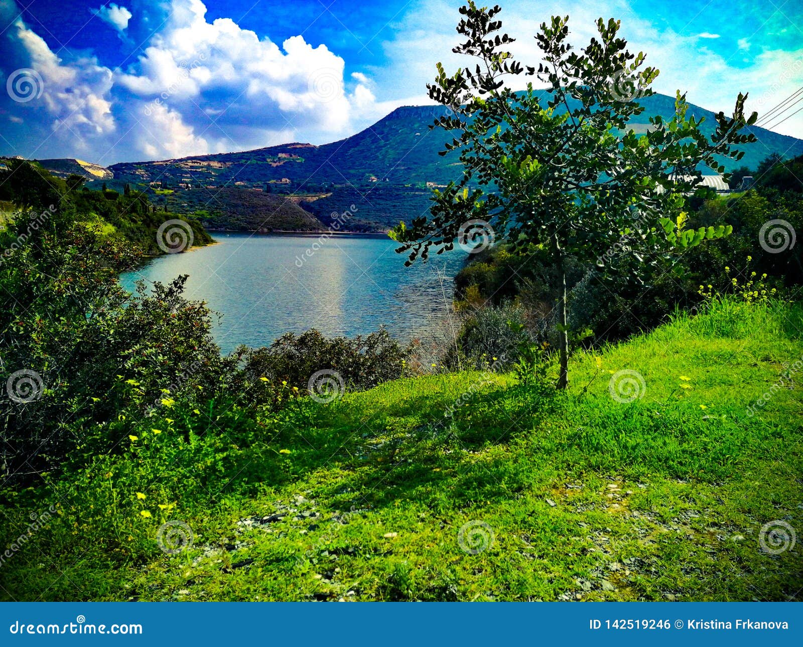 Nature stock photo. Image of water, nature, green, tree - 142519246