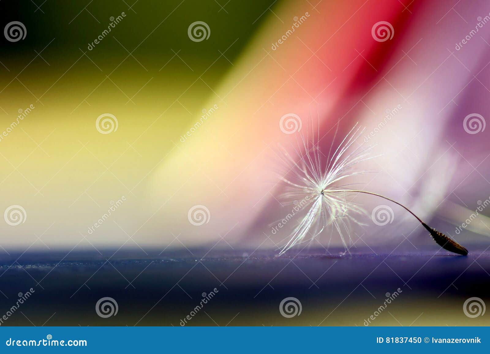 Nature Dandelion Abstract with Coloured Background Stock Photo - Image ...