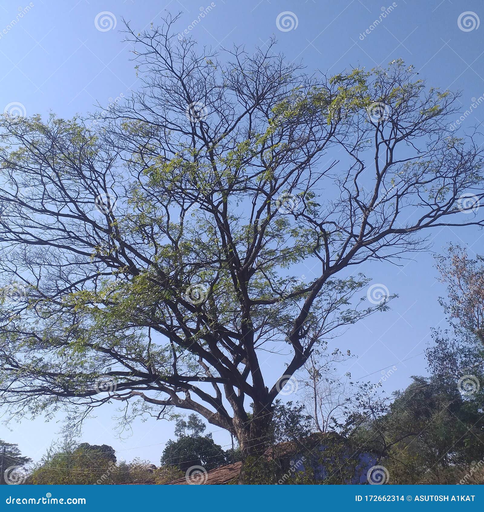 Nature stock photo. Image of tree, nature, rural, village - 172662314