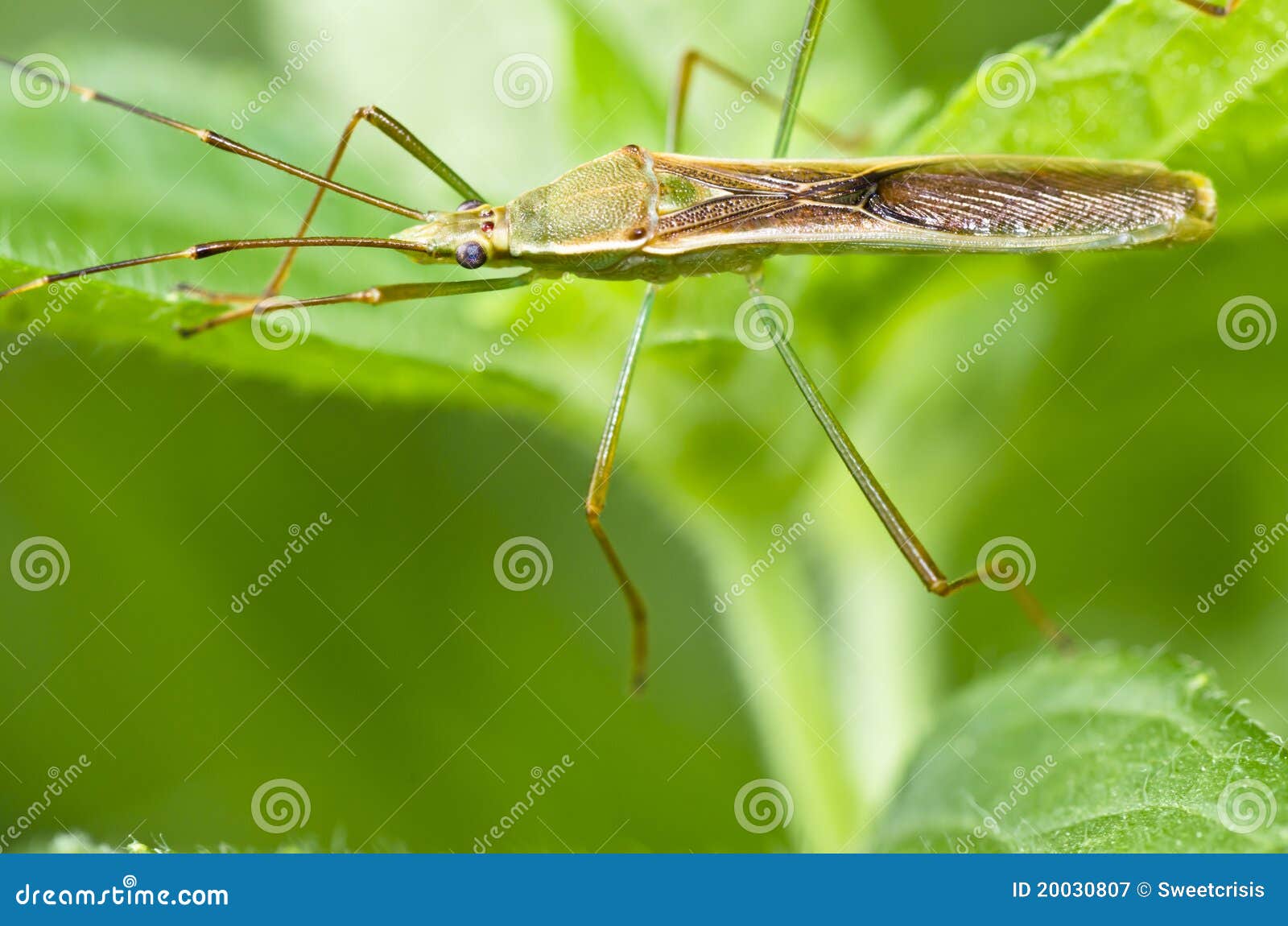 Nature De Vert D'insecte De Papa-long-pattes Image stock - Image du ...