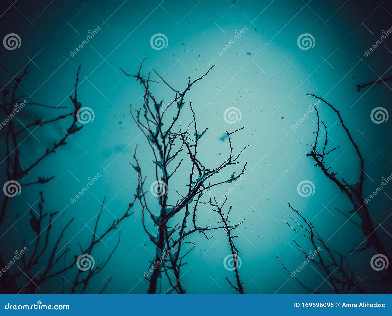 Nature is dead in winter stock photo. Image of waiting - 169696096