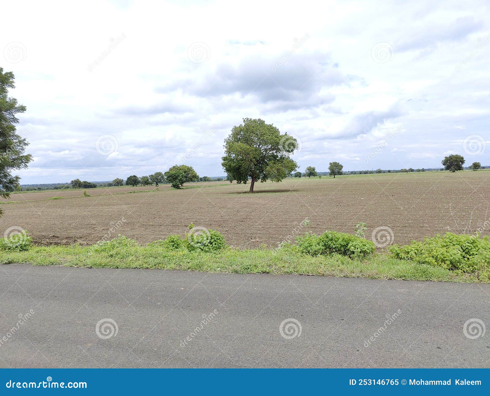 Nature is Defined As the Natural Earth One is the Tree Stock Image ...