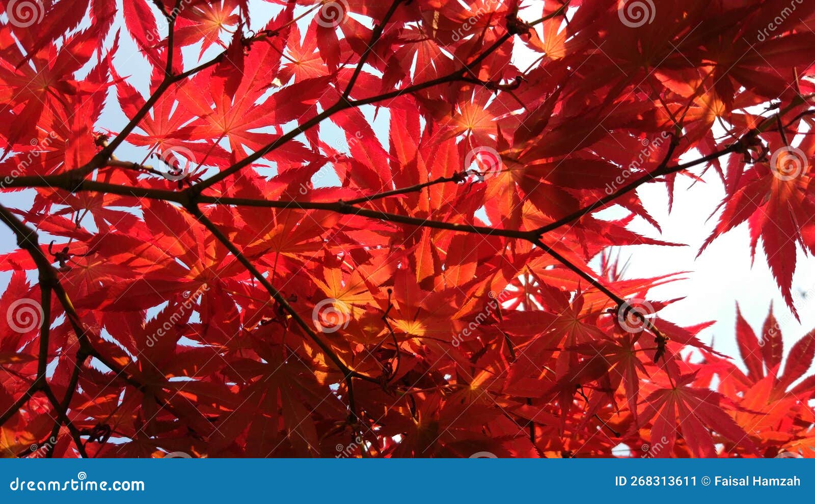 Nature Defocused of Maple Leaves Red Autumn Stock Image - Image of ...