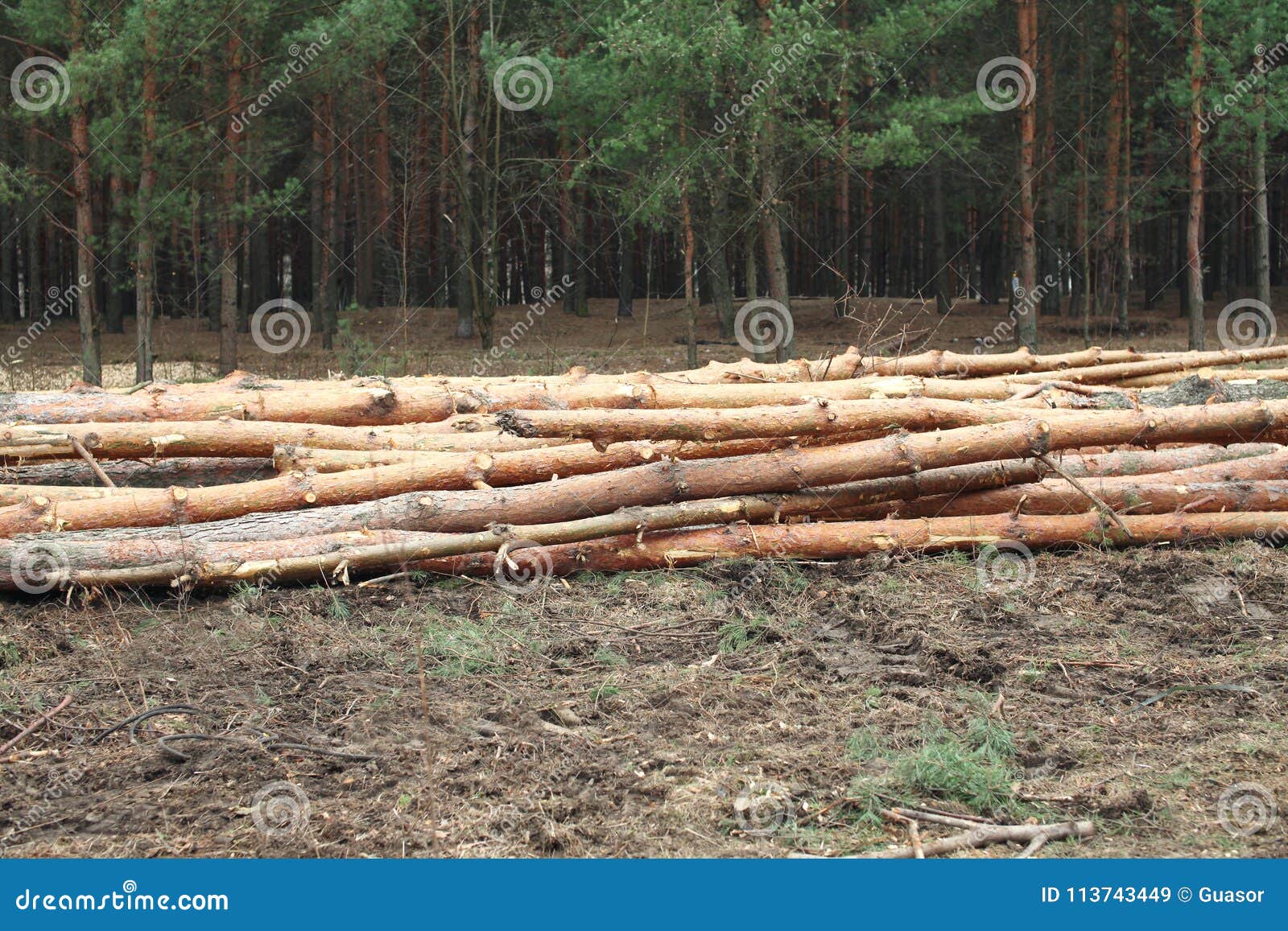 Nature and Deforestation Forest - Felling of Trees Stock Image - Image ...