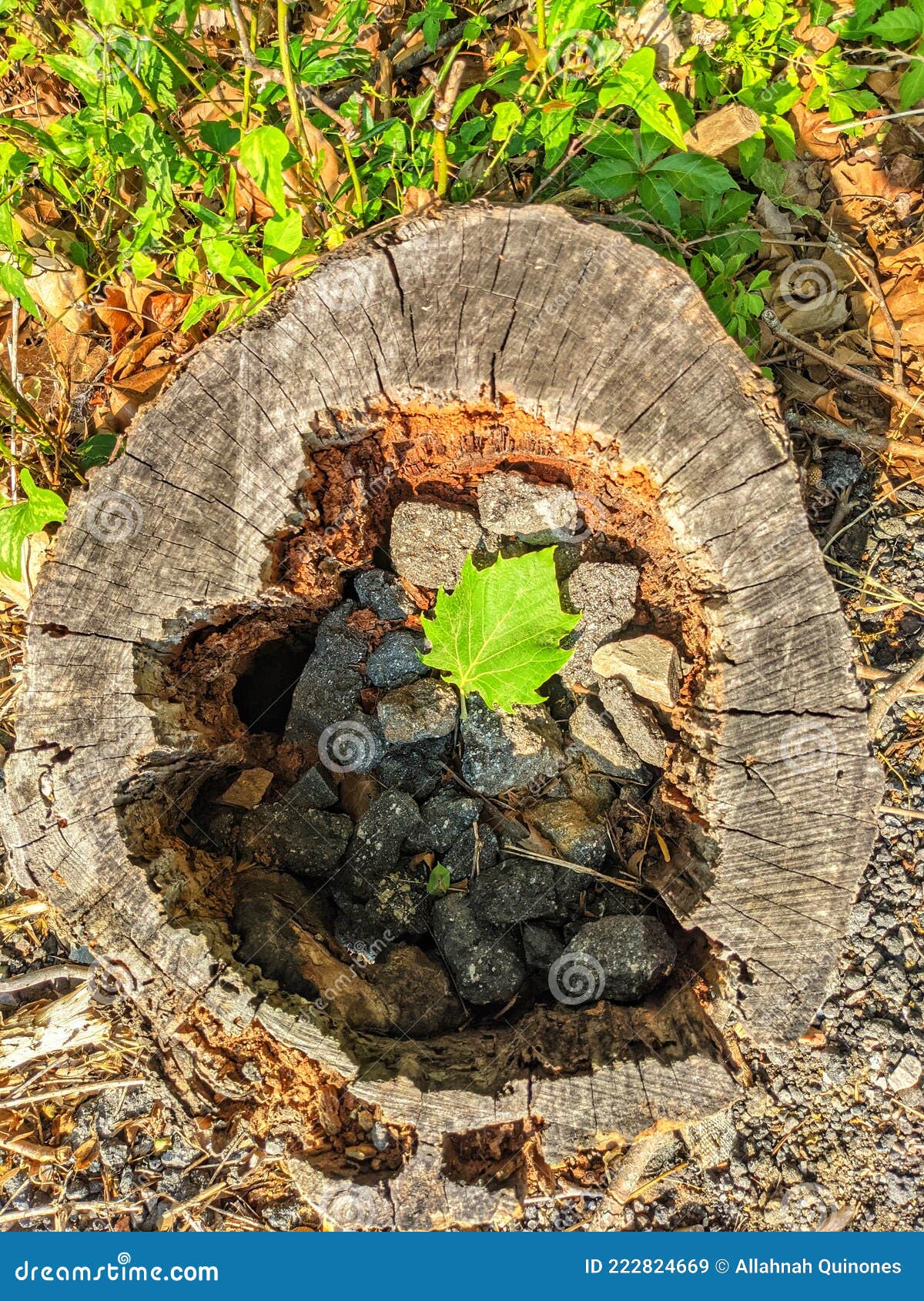 Nature destroyed by man stock image. Image of nature - 222824669