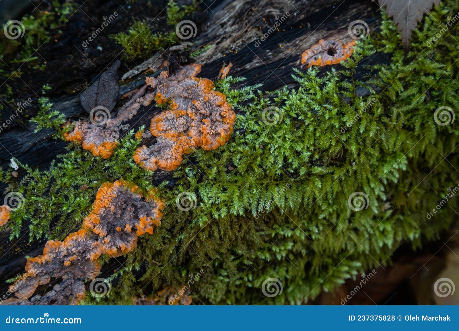 Nature Detail Mashrooms and Moss at the Rotten Tree Stock Photo - Image ...