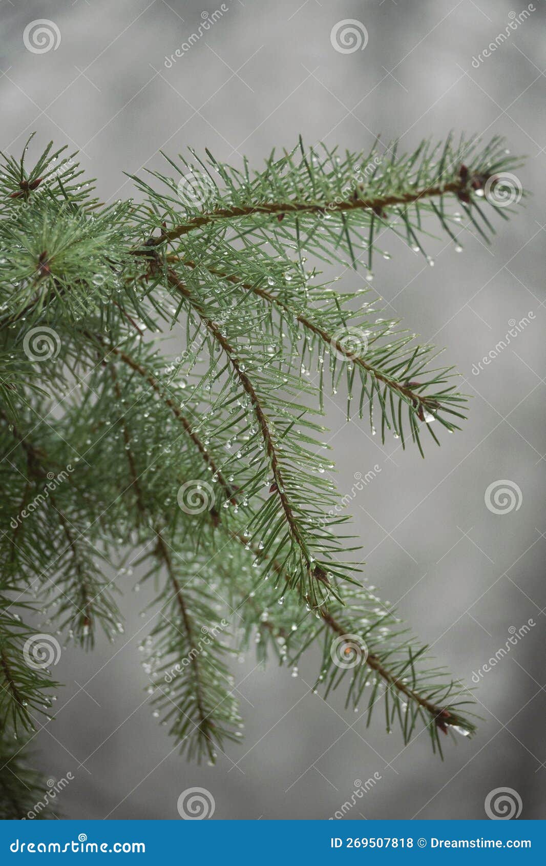 Pine Tree, Evergreen and Grey Background Stock Photo - Image of pine ...