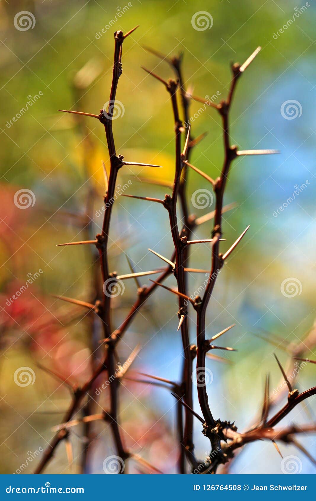 Nature details stock photo. Image of autumnal, danish - 126764508