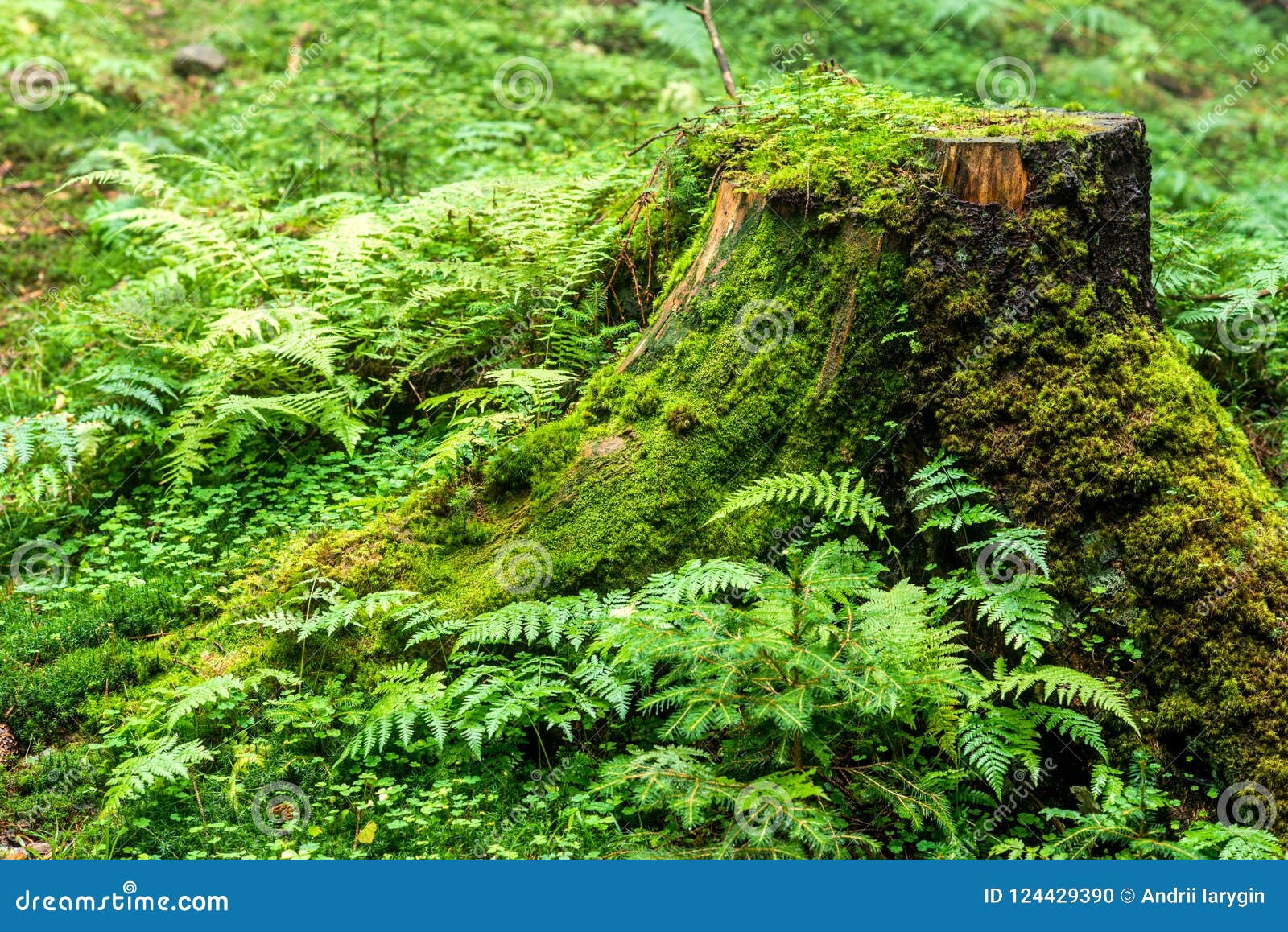 Nature Details Forest Stump Stock Photo - Image of color, wildlife ...