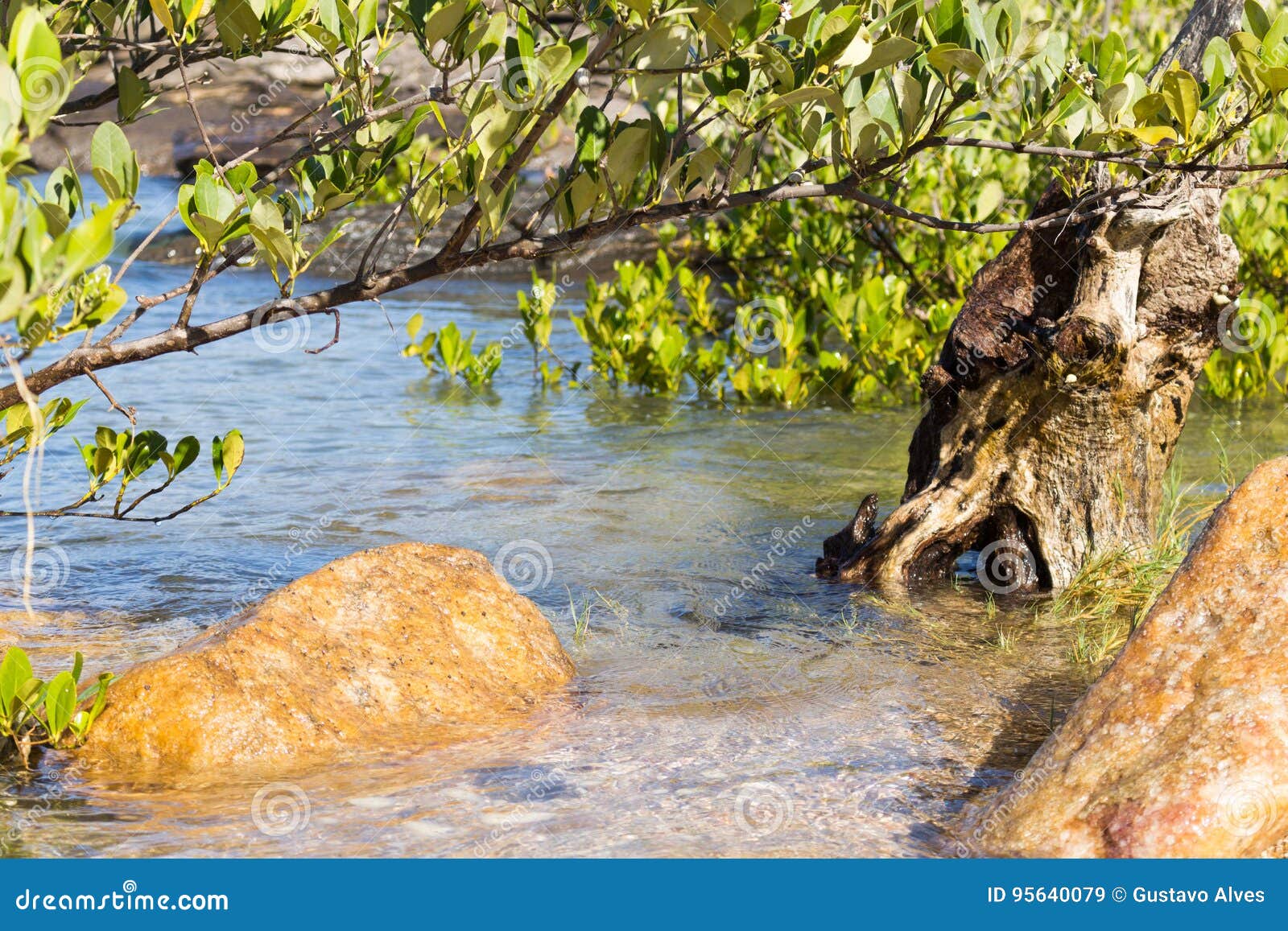 Nature Details stock image. Image of calm, sunset, quiet - 95640079