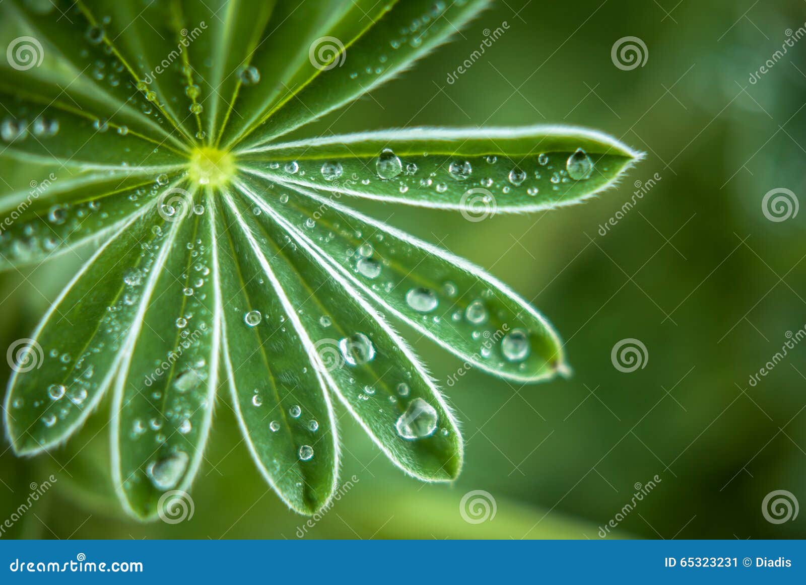 Nature Details Plant with Raindrops Stock Image - Image of leaves ...