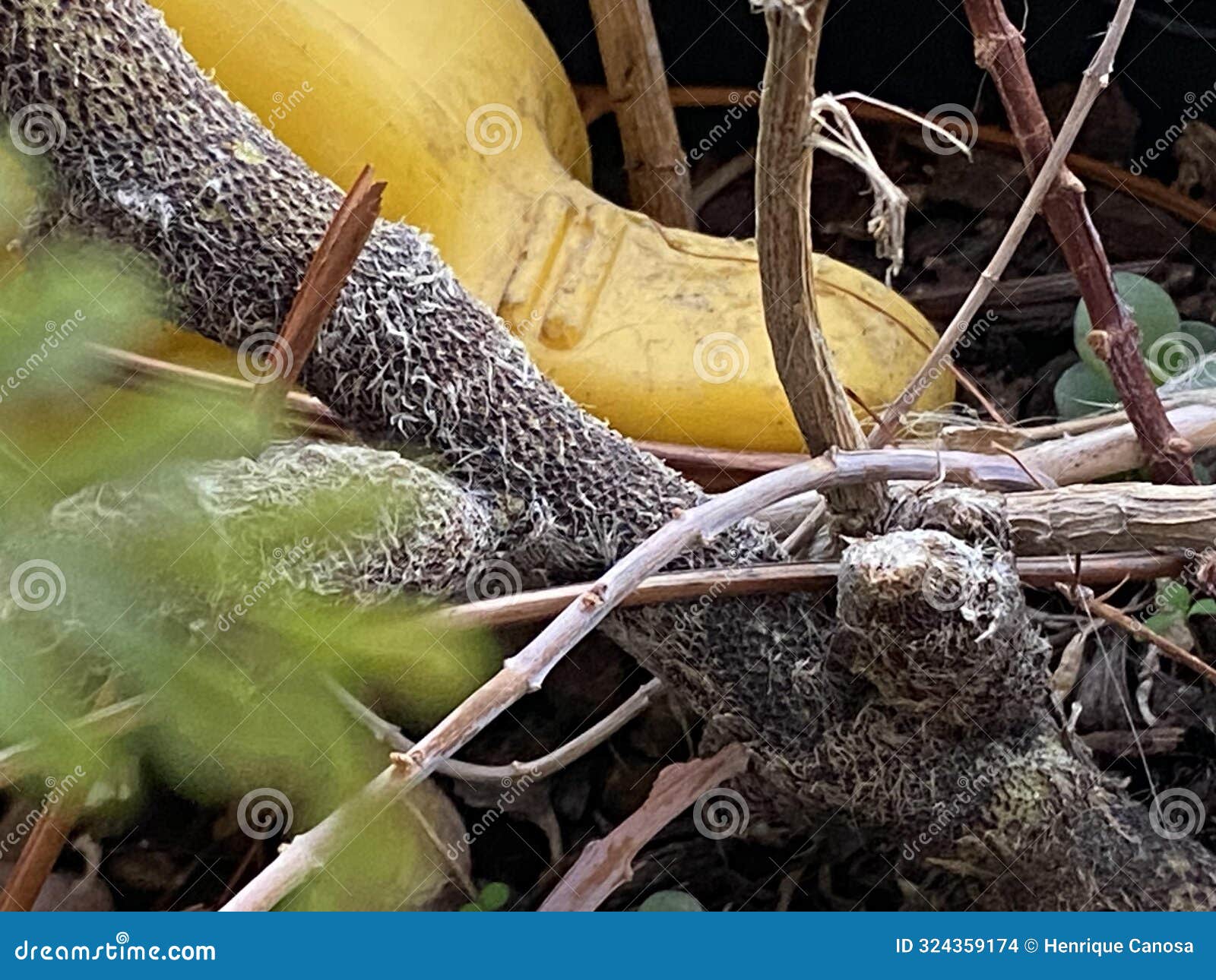Nature Devastated by Human Action in Brazil Stock Photo - Image of ...