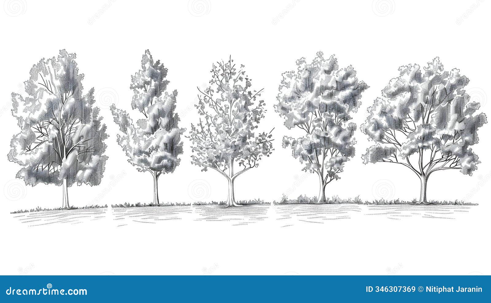 Nature, Drawing Trees for Landscape Design.no.01 Stock Illustration ... Nature, Drawing Trees for Landscape Design.no.01 Stock Illustration ...