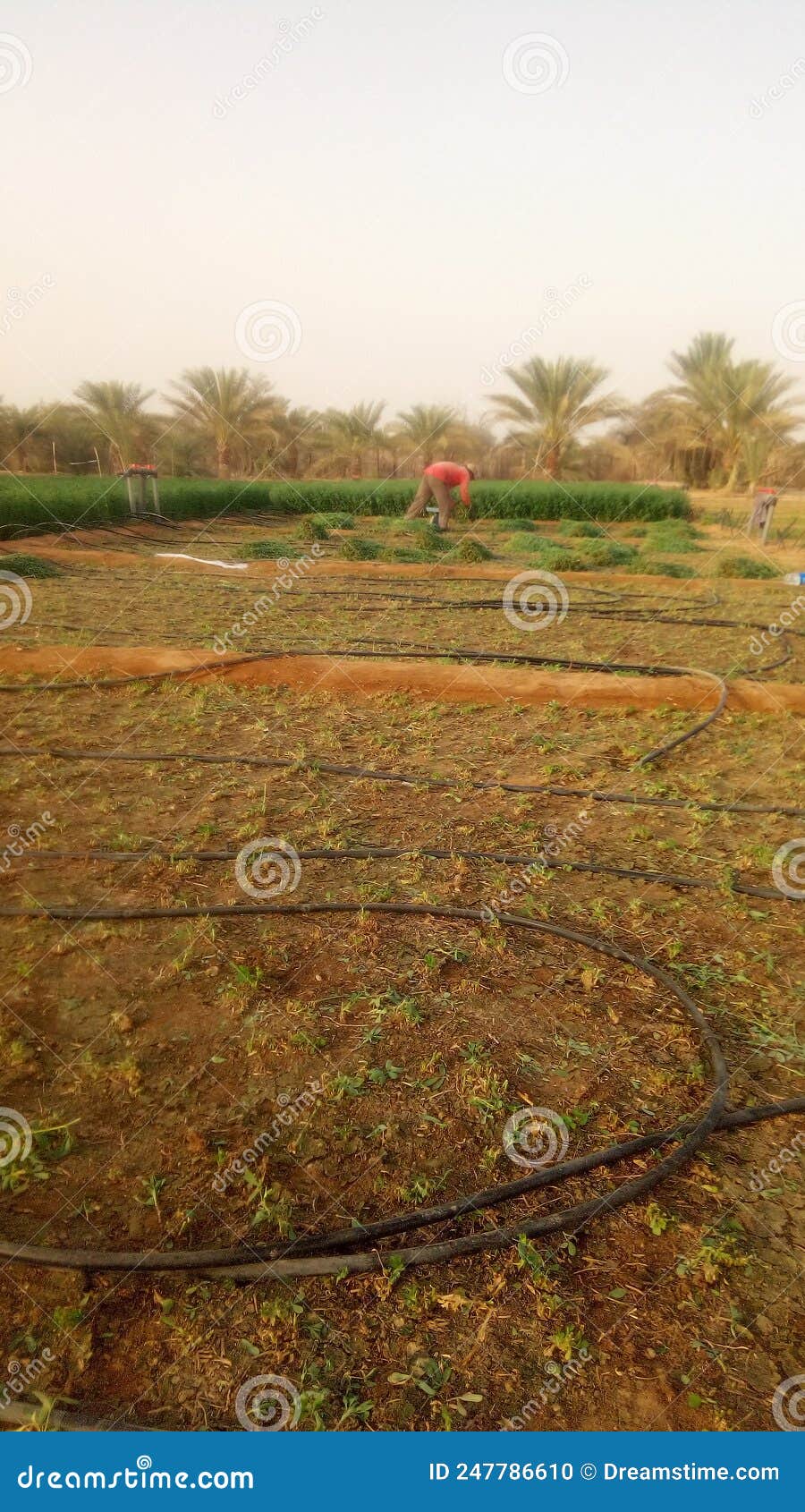 Nature in Dubai Arab Emirates a Beautiful Scenery Stock Photo - Image ...