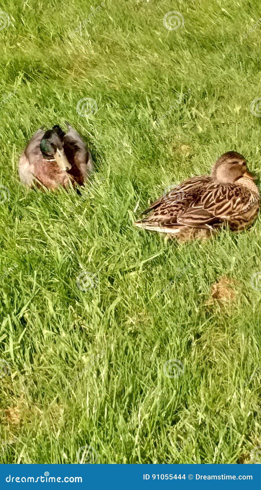 Nature duck grass sunny stock photo. Image of beautiful - 91055444