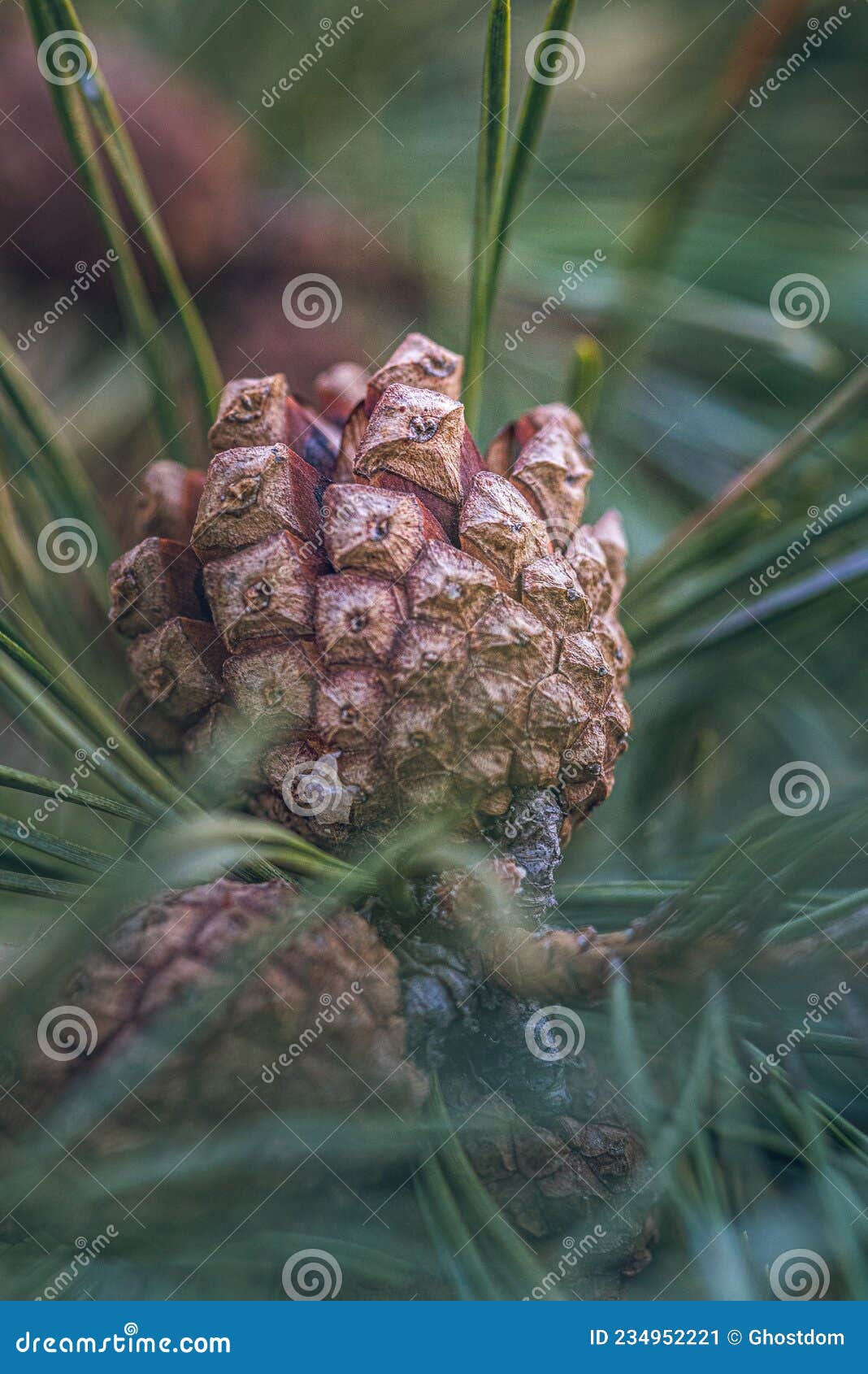 Nature in early spring stock image. Image of nature - 234952221