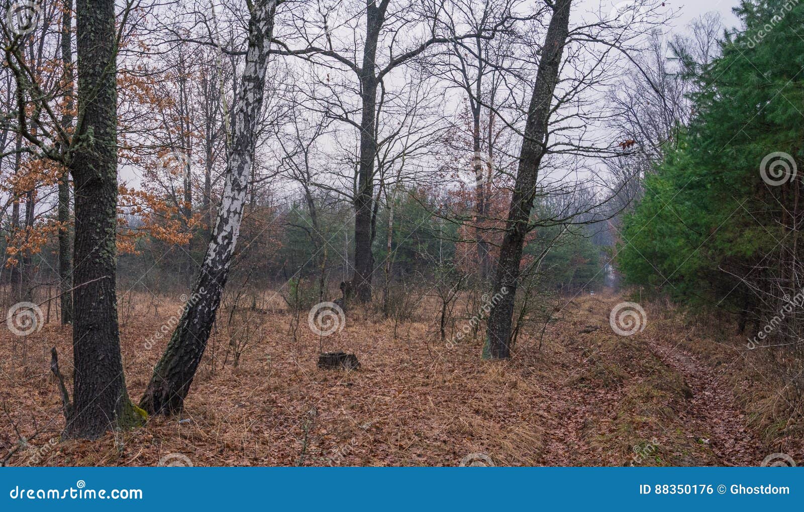 Nature in early spring stock photo. Image of landscape - 88350176