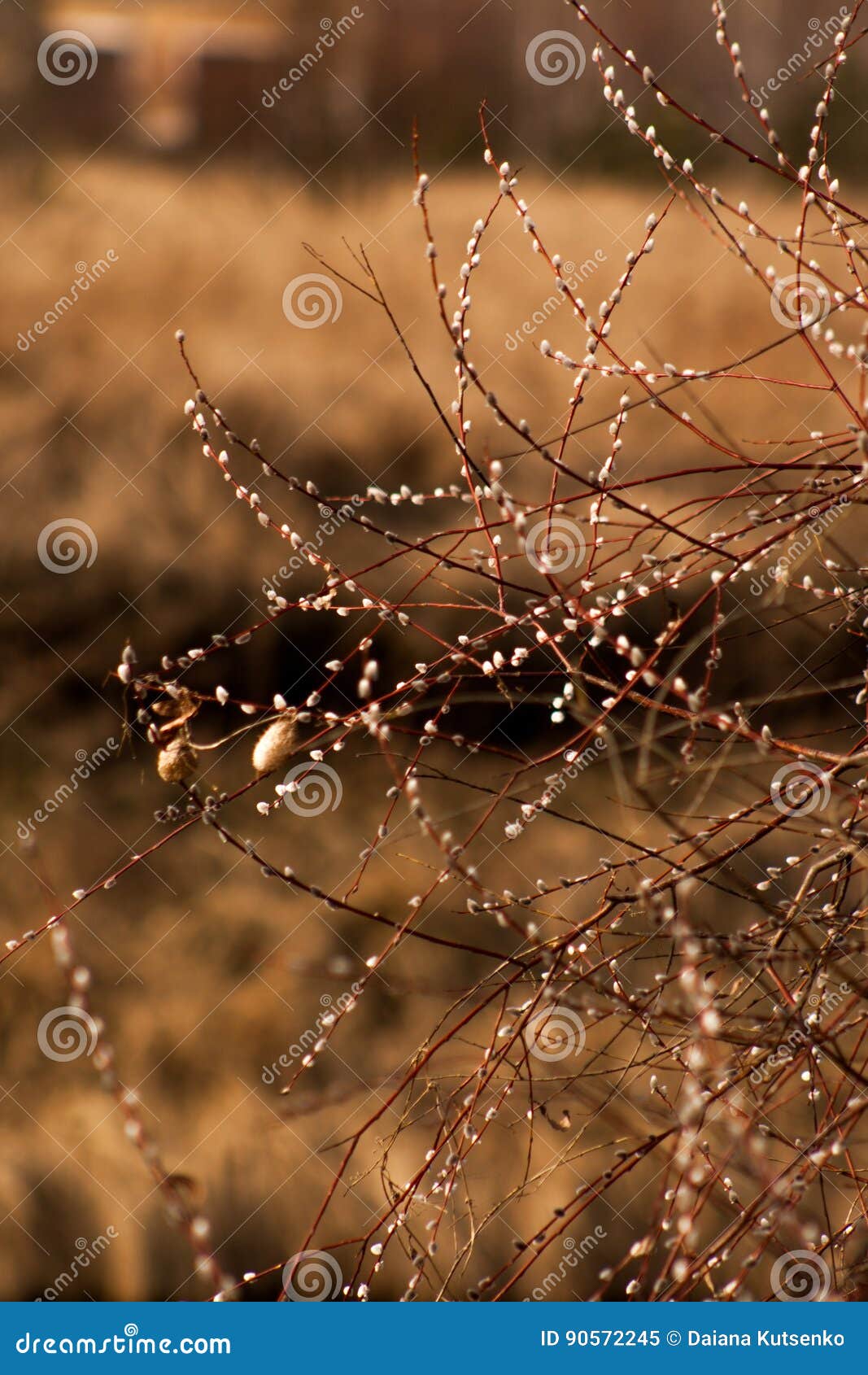 Nature in early spring. stock image. Image of country - 90572245