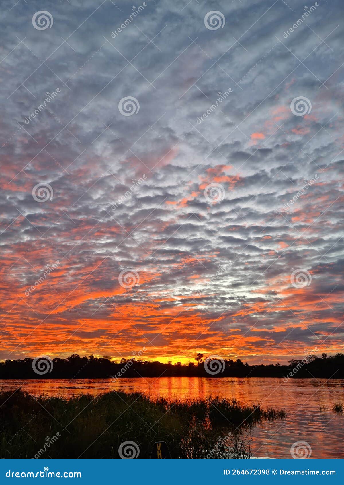 Nature on the Earth of Borneo Stock Photo - Image of earth, good: 264672398