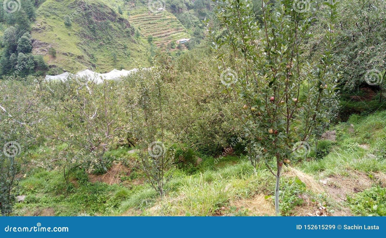 Mountain apples Shimla stock image. Image of tree, world - 152615299