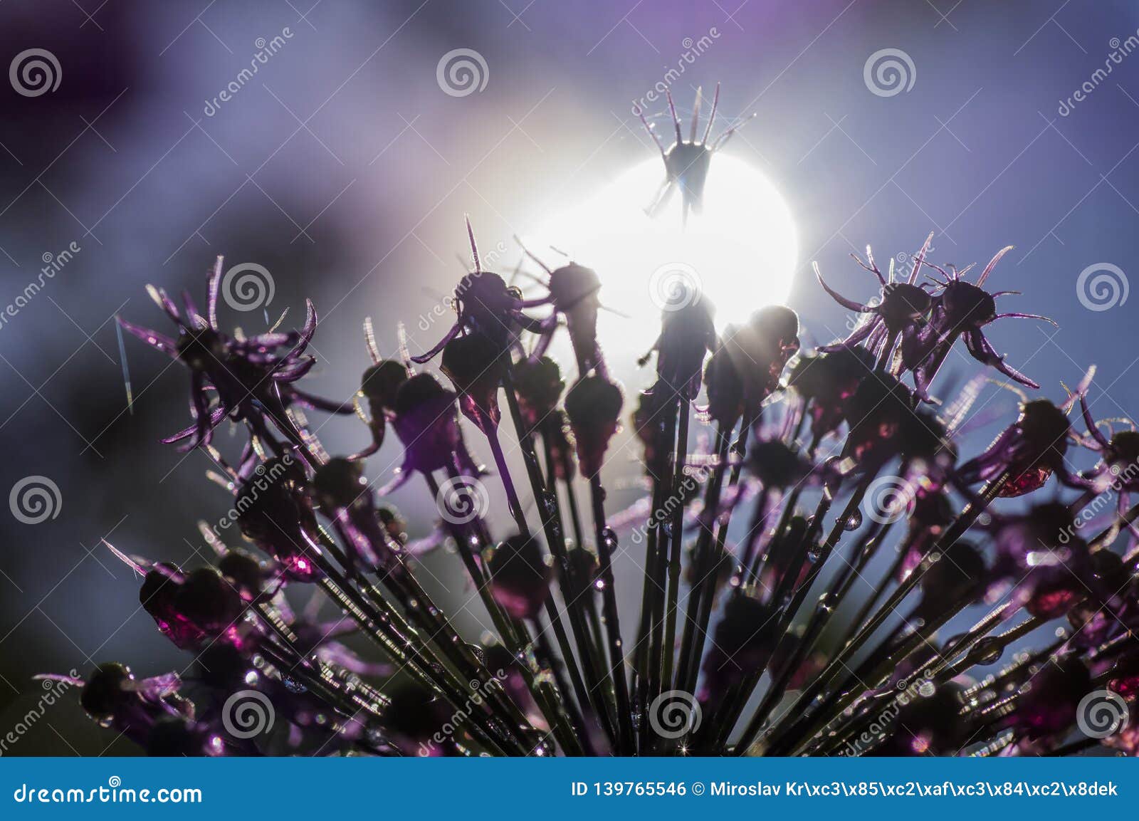 Ping flower and sun stock photo. Image of nature, ping - 139765546