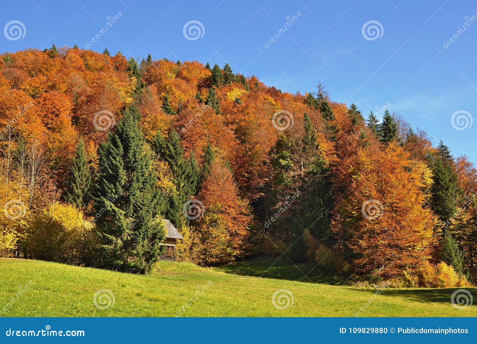 Free Public Domain CC0 Image: Nature, Ecosystem, Leaf, Temperate ...