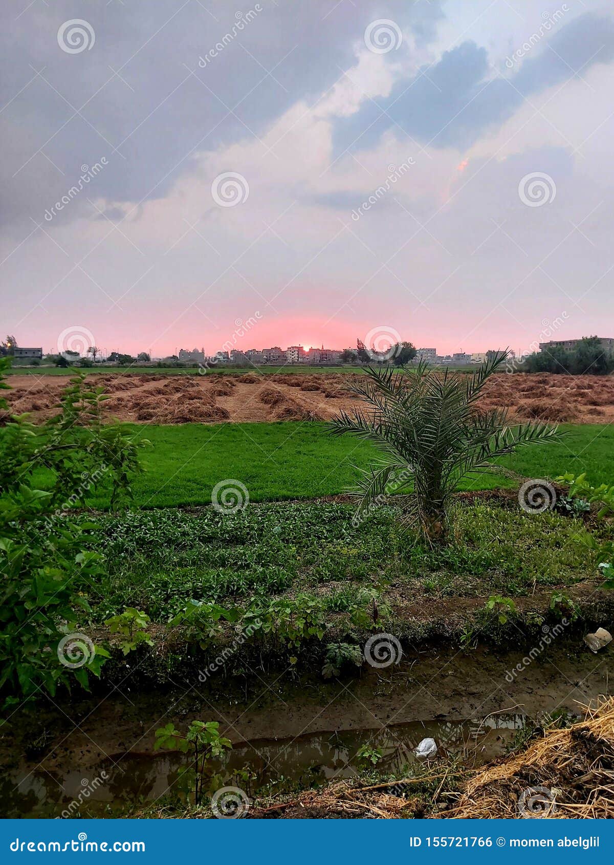 Nature Egypt stock photo. Image of egypt, nature, trees - 155721766