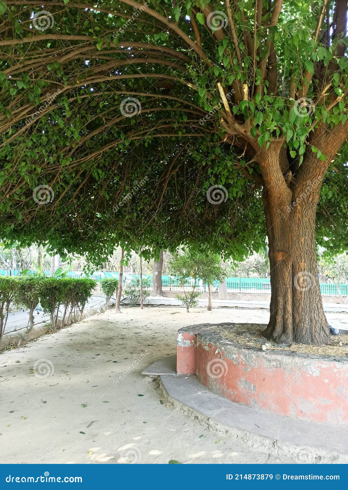 Nature Environment Oxygen Plants Trees Stock Image - Image of ...