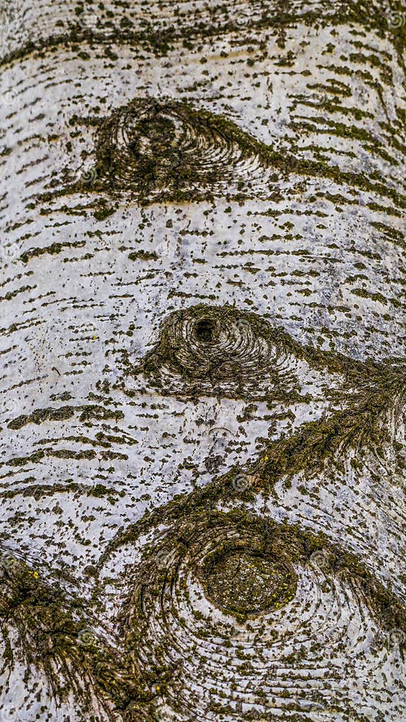 Nature Etude, Bizarre Patterns on a Birch Bark Stock Image - Image of ...