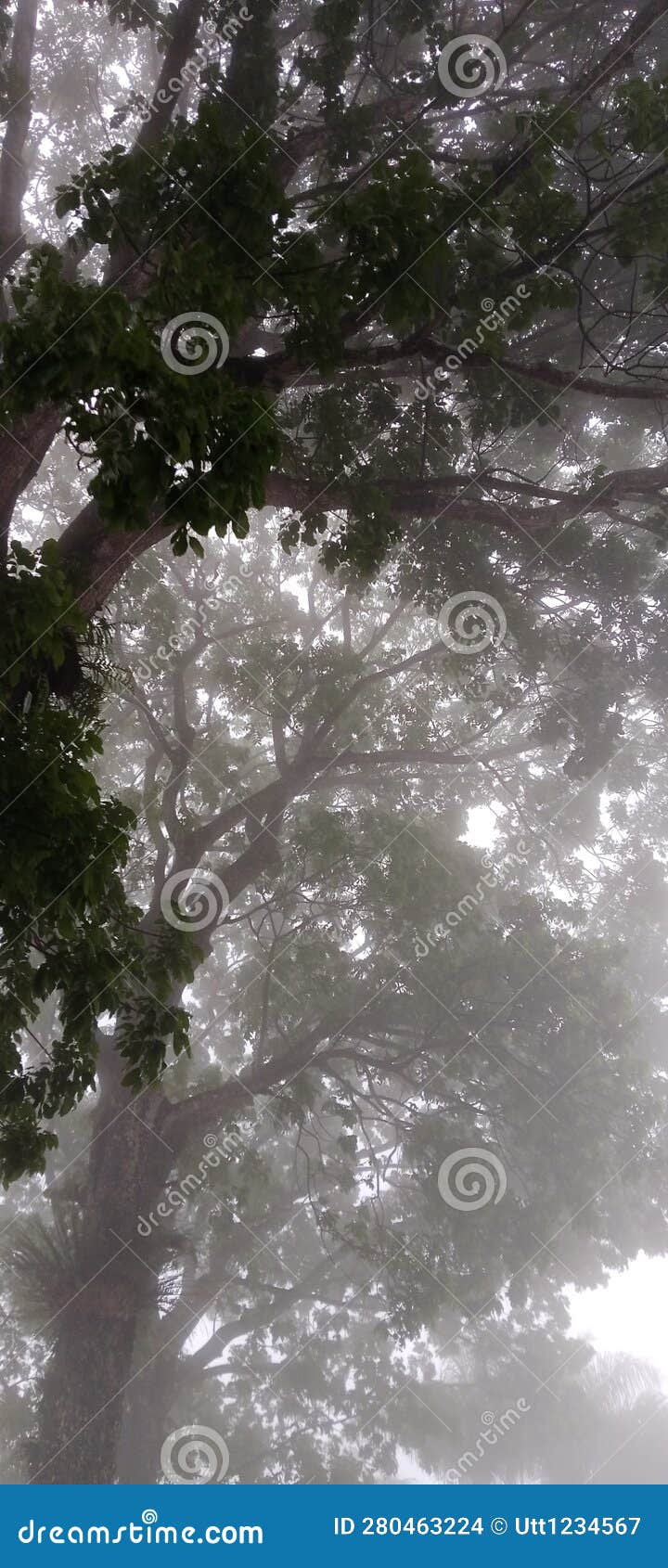 Nature is Everything, Trees, Dew, and Wind Stock Photo - Image of ...